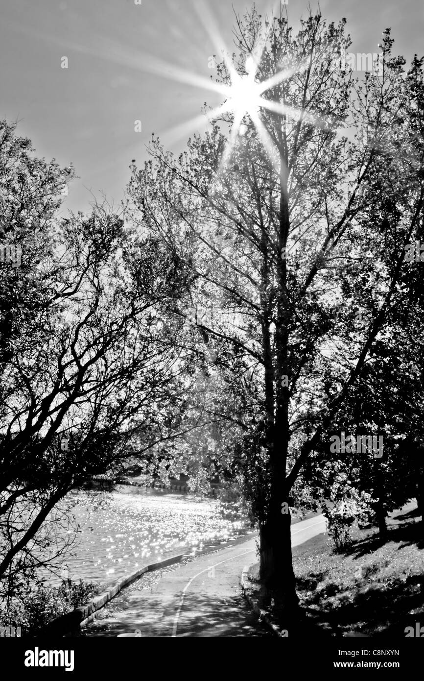 Sun into tree Black and White Stock Photos & Images - Alamy