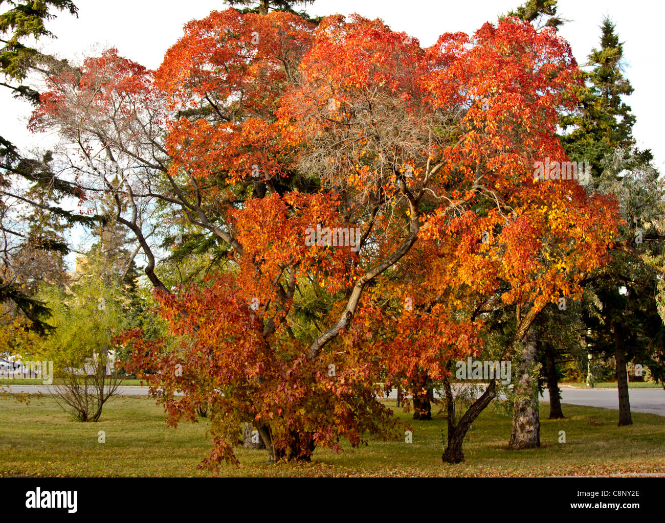 Trees with multi colored leaves in a park during the months of fall ...