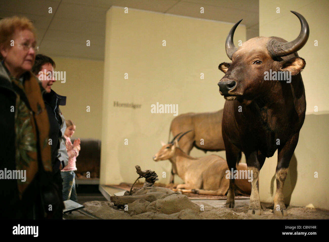 Stuffed gaur (Bos gaurus) seen at the Humboldt Museum fur Naturkunde in ...