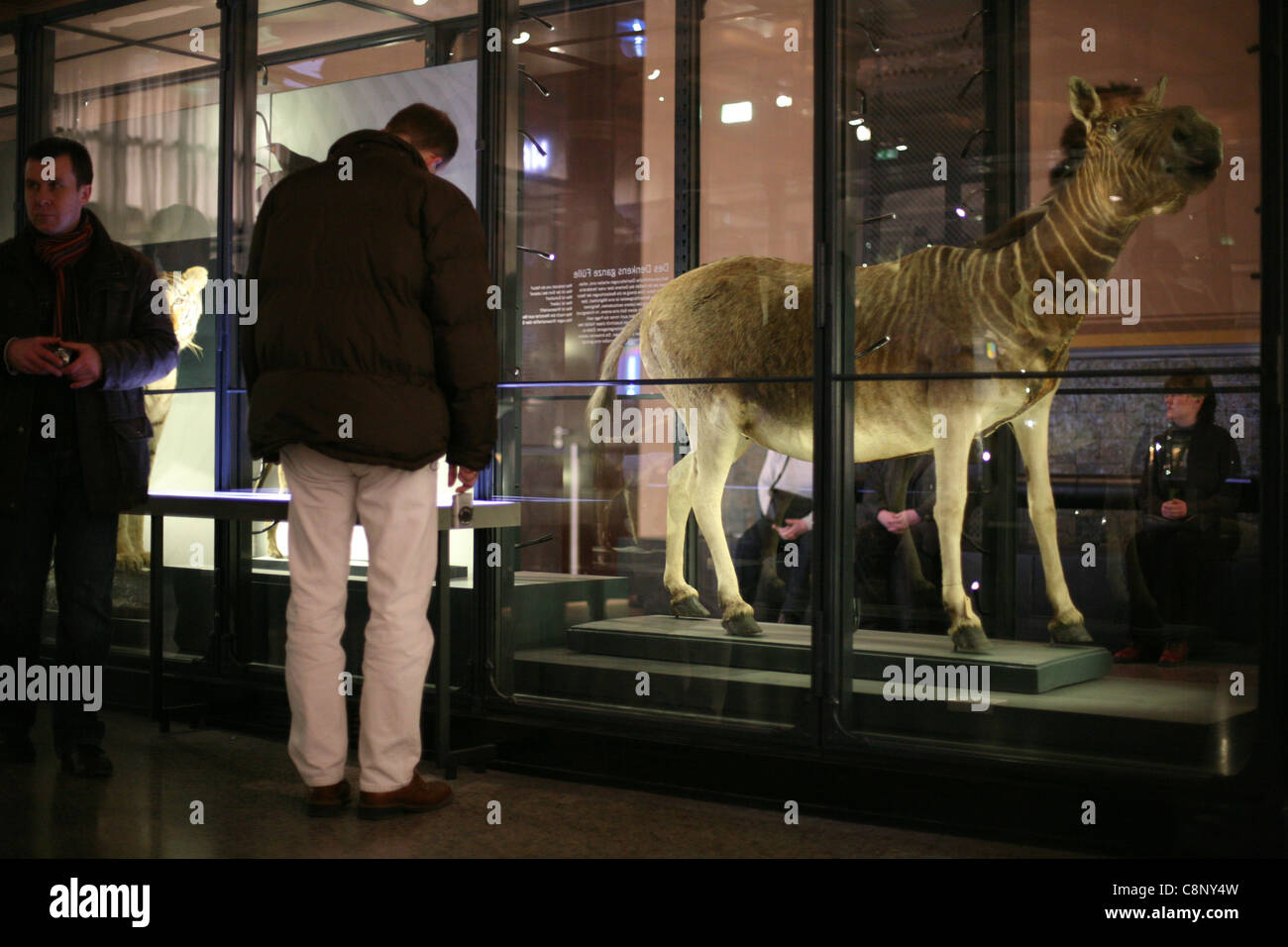 Stuffed quagga (Equus quagga quagga) in the Humboldt Museum fur ...
