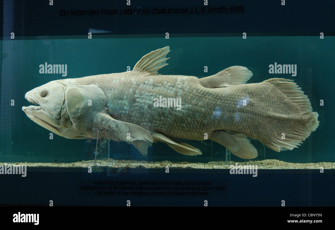 Coelacanth Fish Stock Photos & Coelacanth Fish Stock Images - Alamy