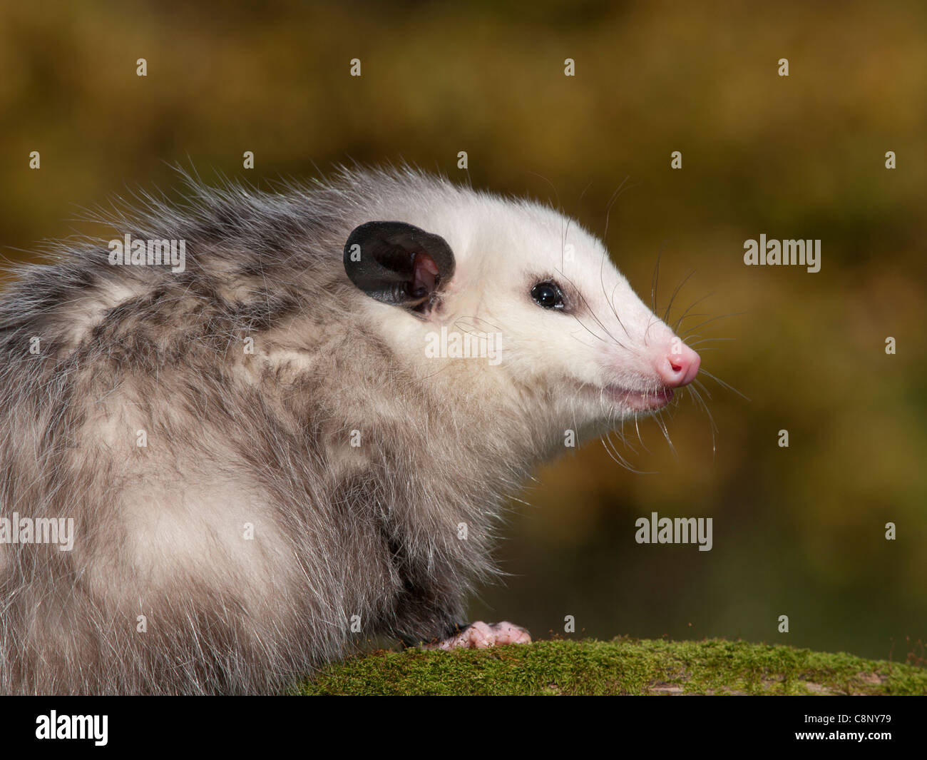 Opossum close up hi-res stock photography and images - Alamy