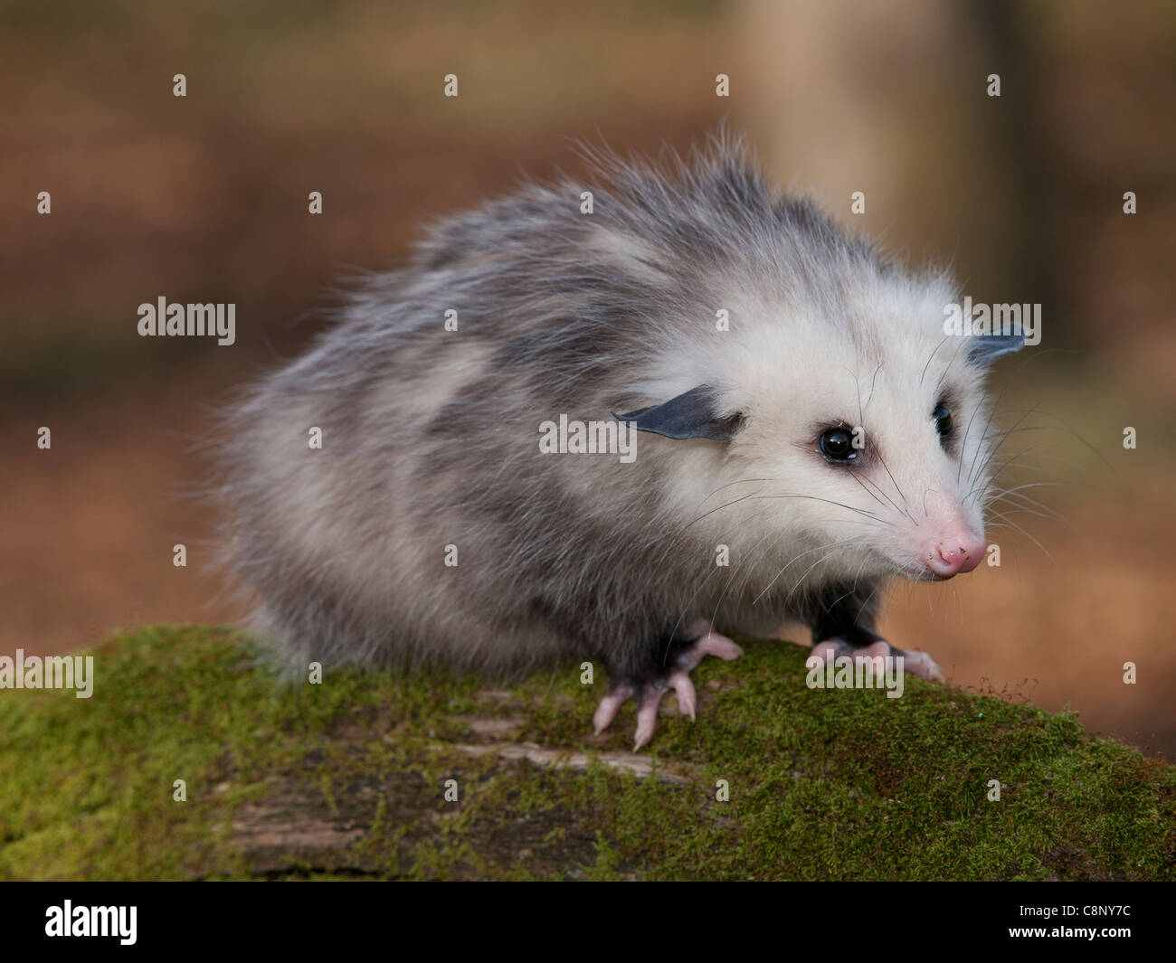 Opossum close up hi-res stock photography and images - Alamy