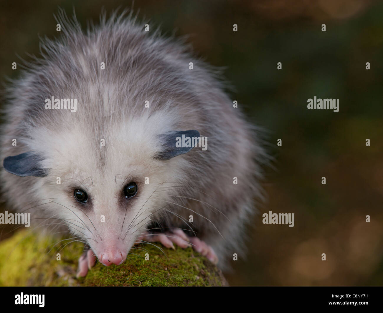 Opossum image hi-res stock photography and images - Alamy