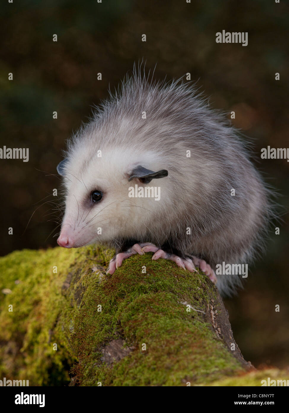Opossum teeth hi-res stock photography and images - Alamy