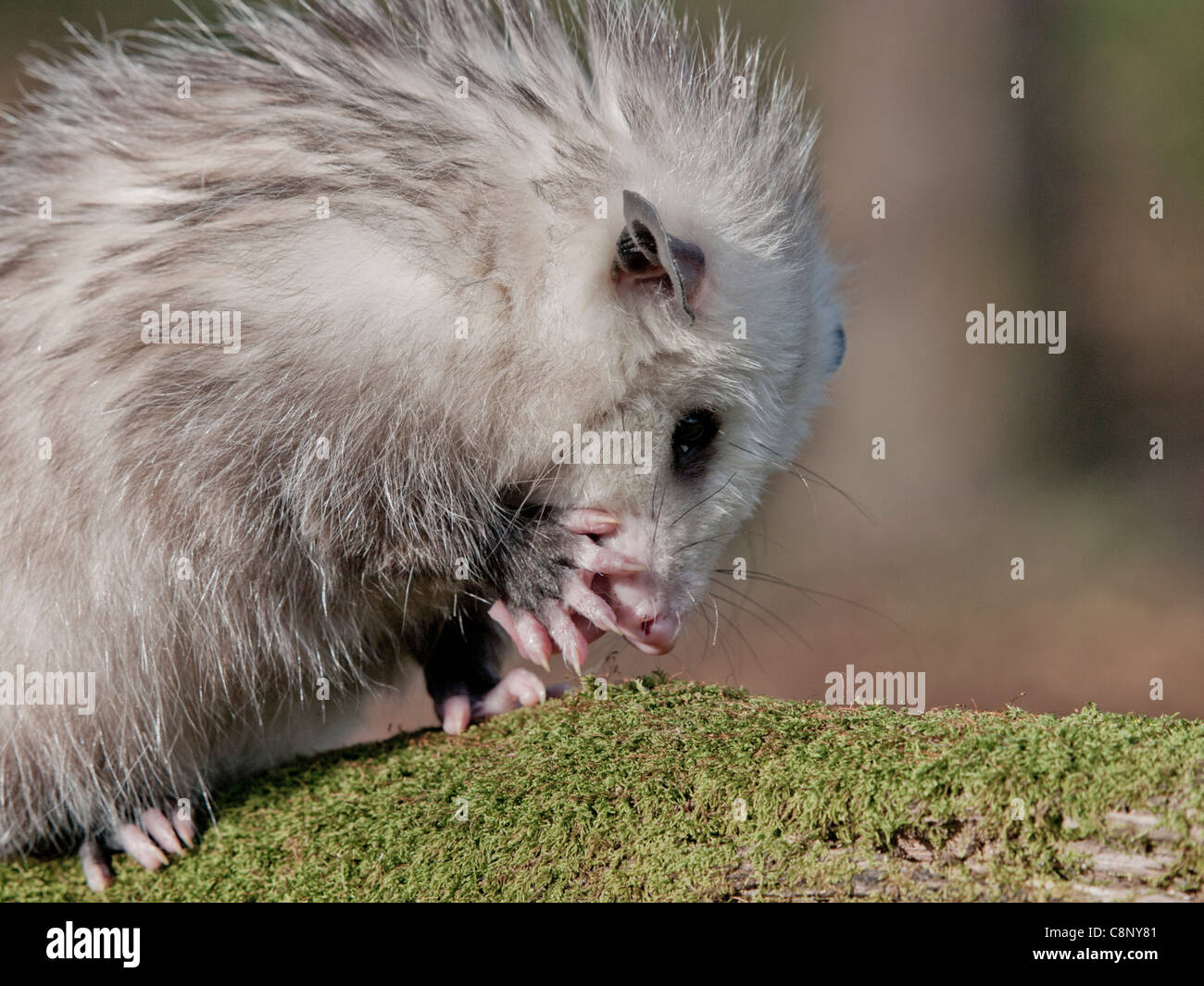 Opossum teeth hi-res stock photography and images - Alamy
