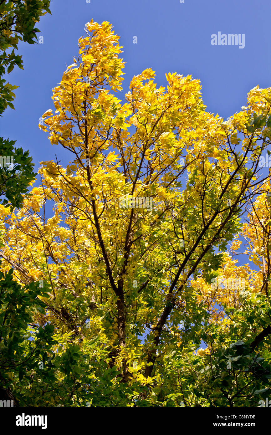 Trees with multi colored leaves in a park during the months of fall ...