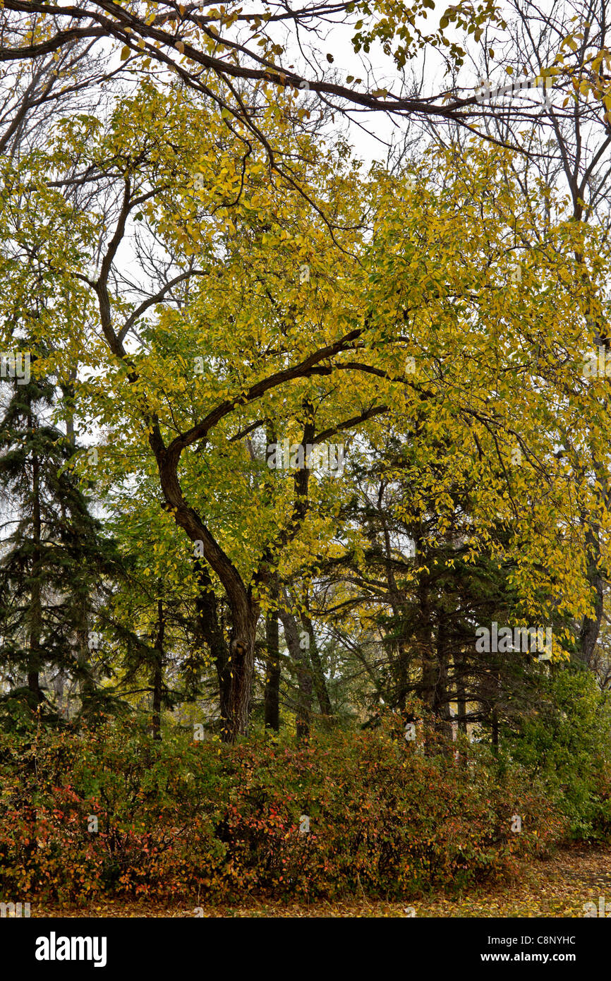 Trees with multi colored leaves in a park during the months of fall ...