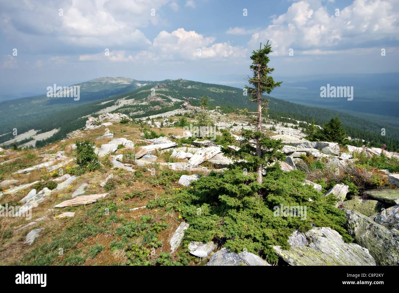 The Urenga ridge. Pine tree. Nature landscape. Taiga. South Ural ...