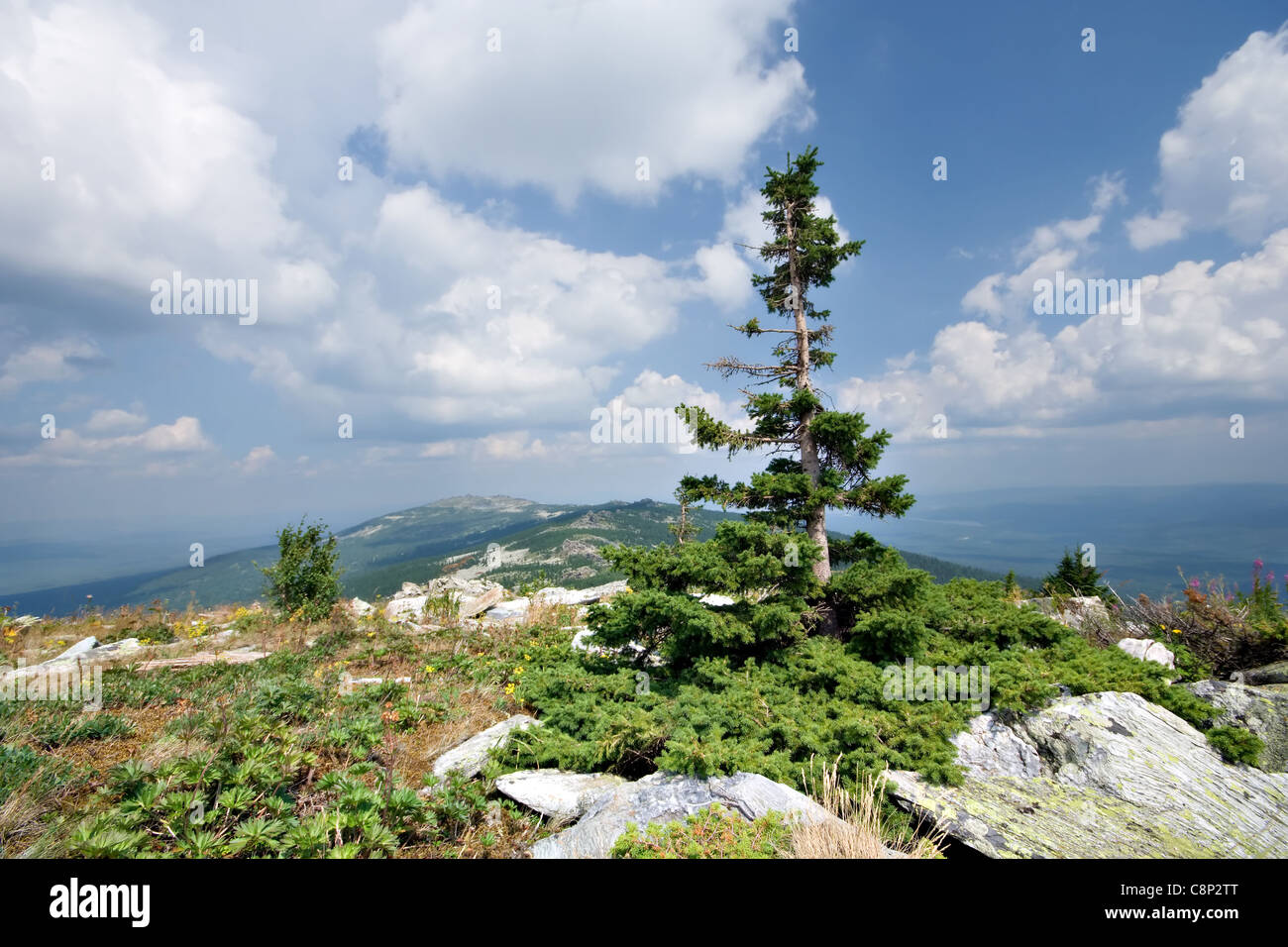 The Urenga ridge. Pine tree. Nature landscape. Taiga. South Ural ...