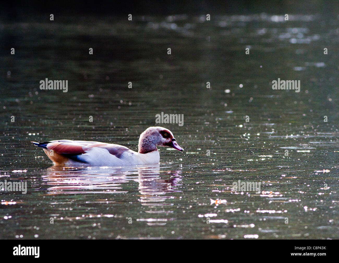 Goose lake hi-res stock photography and images - Alamy