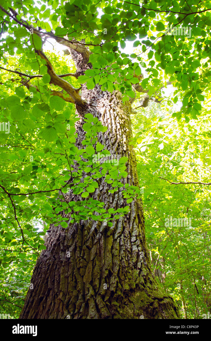 old oak trunk and fresh spring foliage Stock Photo - Alamy