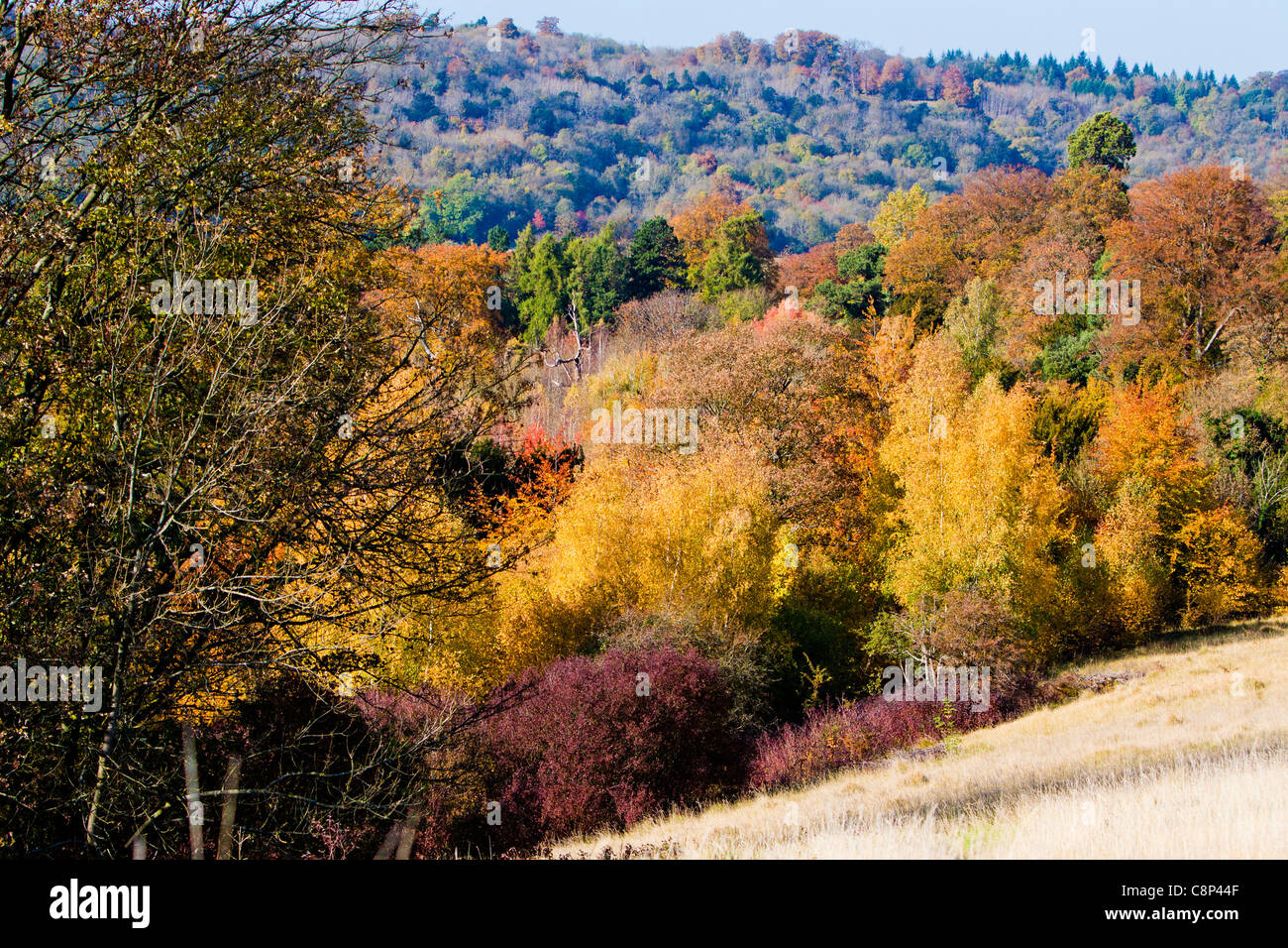 A Autumn view off Box Hill, Surrey Stock Photo - Alamy
