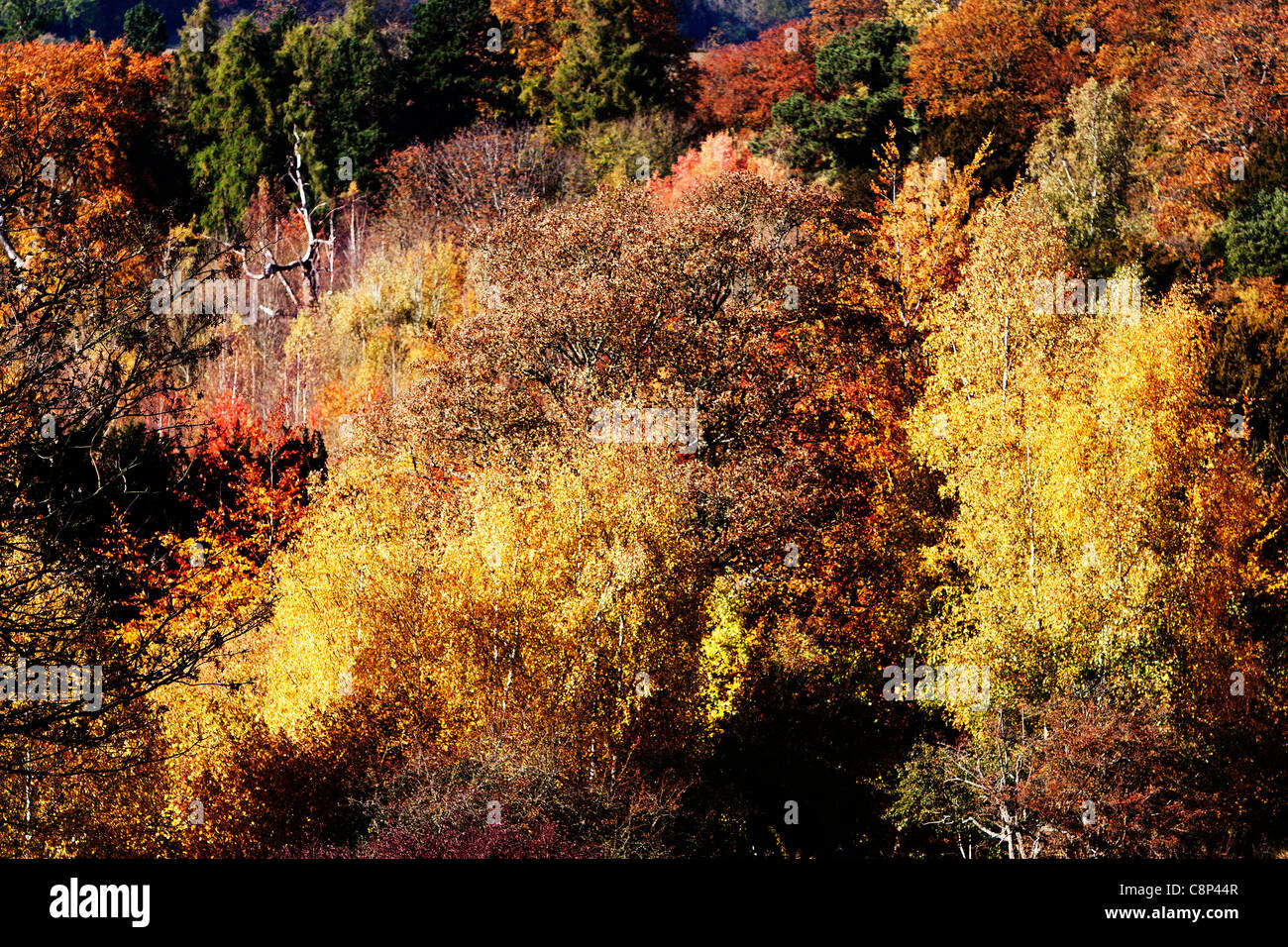 Box hill hi-res stock photography and images - Alamy