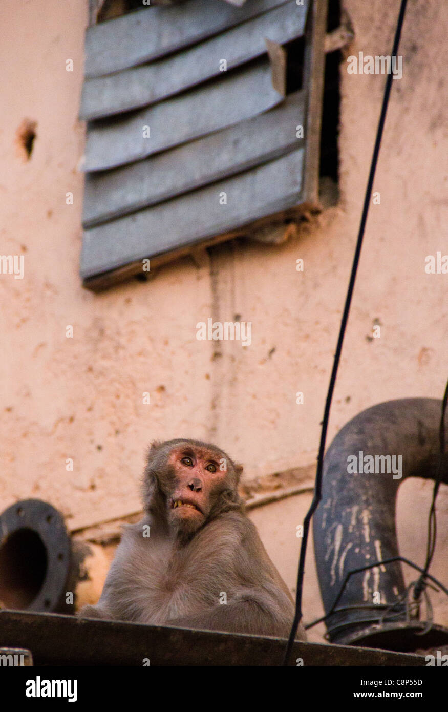 The Monkey Gate High Resolution Stock Photography and Images - Alamy