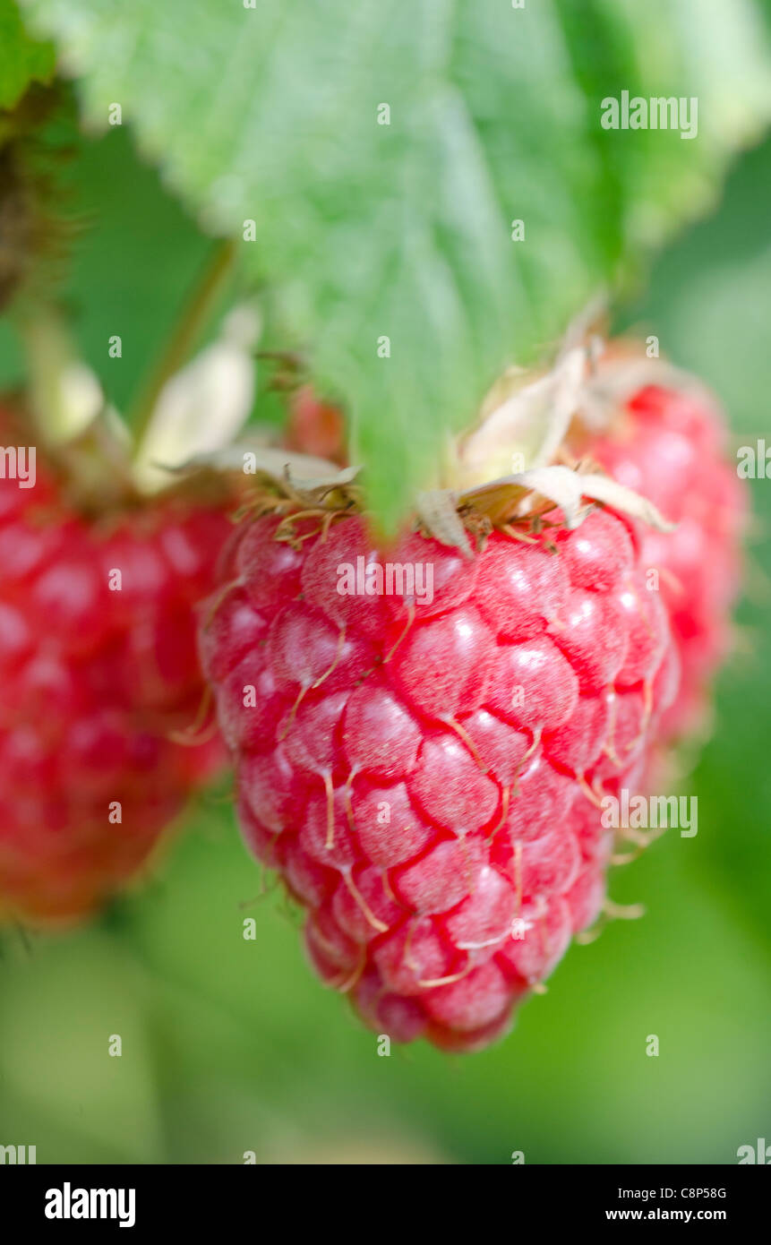 Blowing raspberries hi-res stock photography and images - Alamy