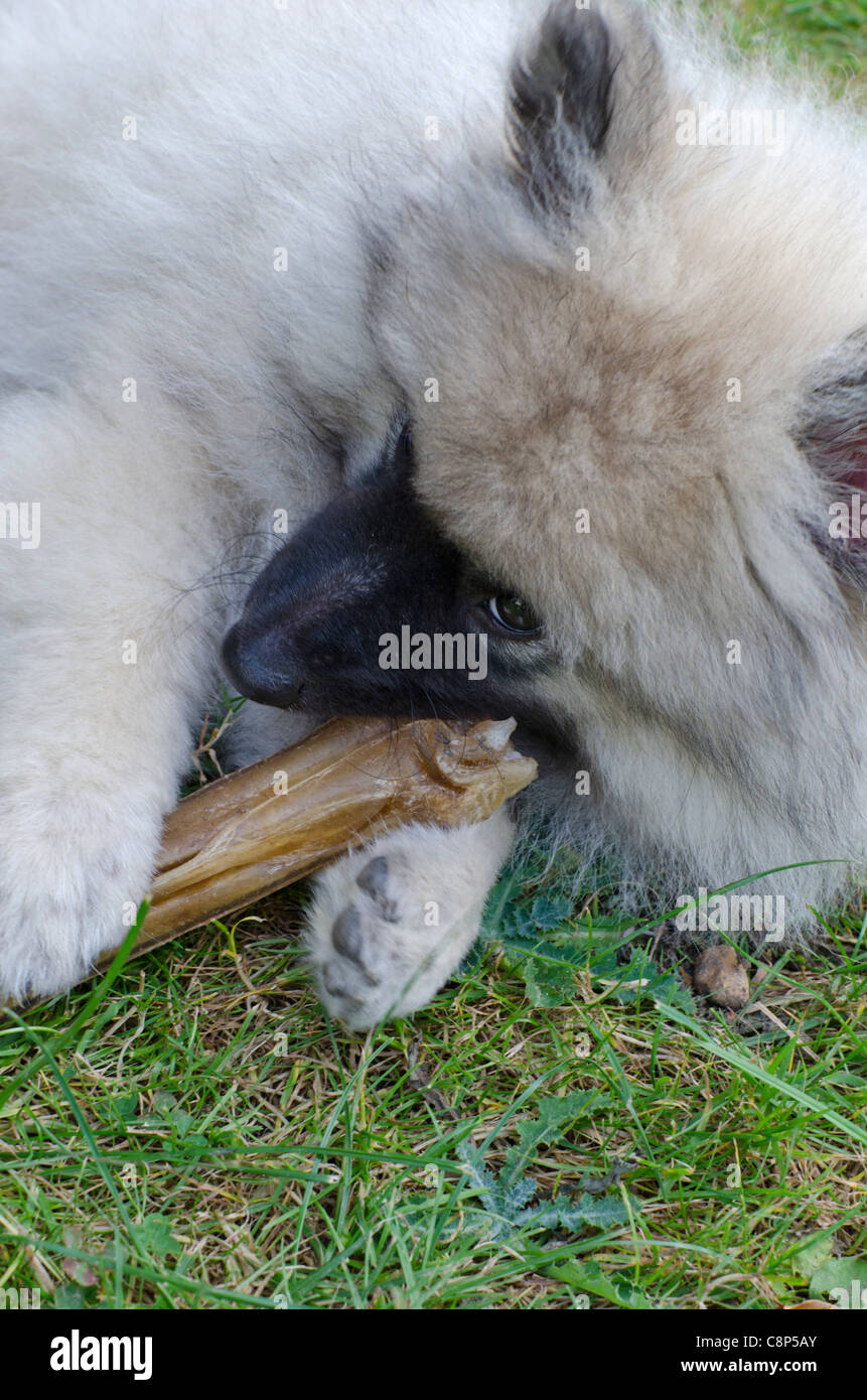 Dutch barge dog hi-res stock photography and images - Alamy
