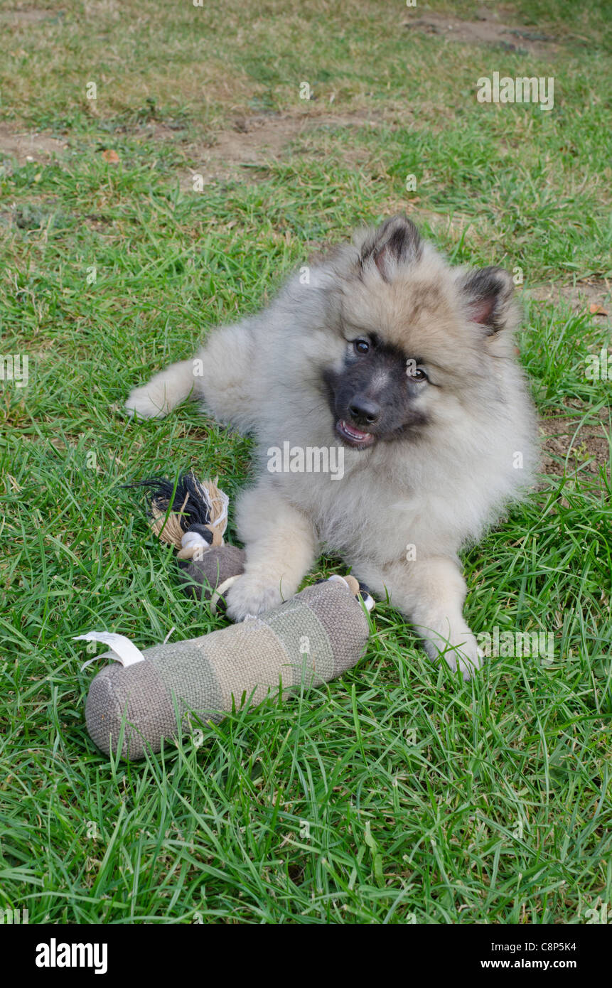 Dutch barge dog hi-res stock photography and images - Alamy