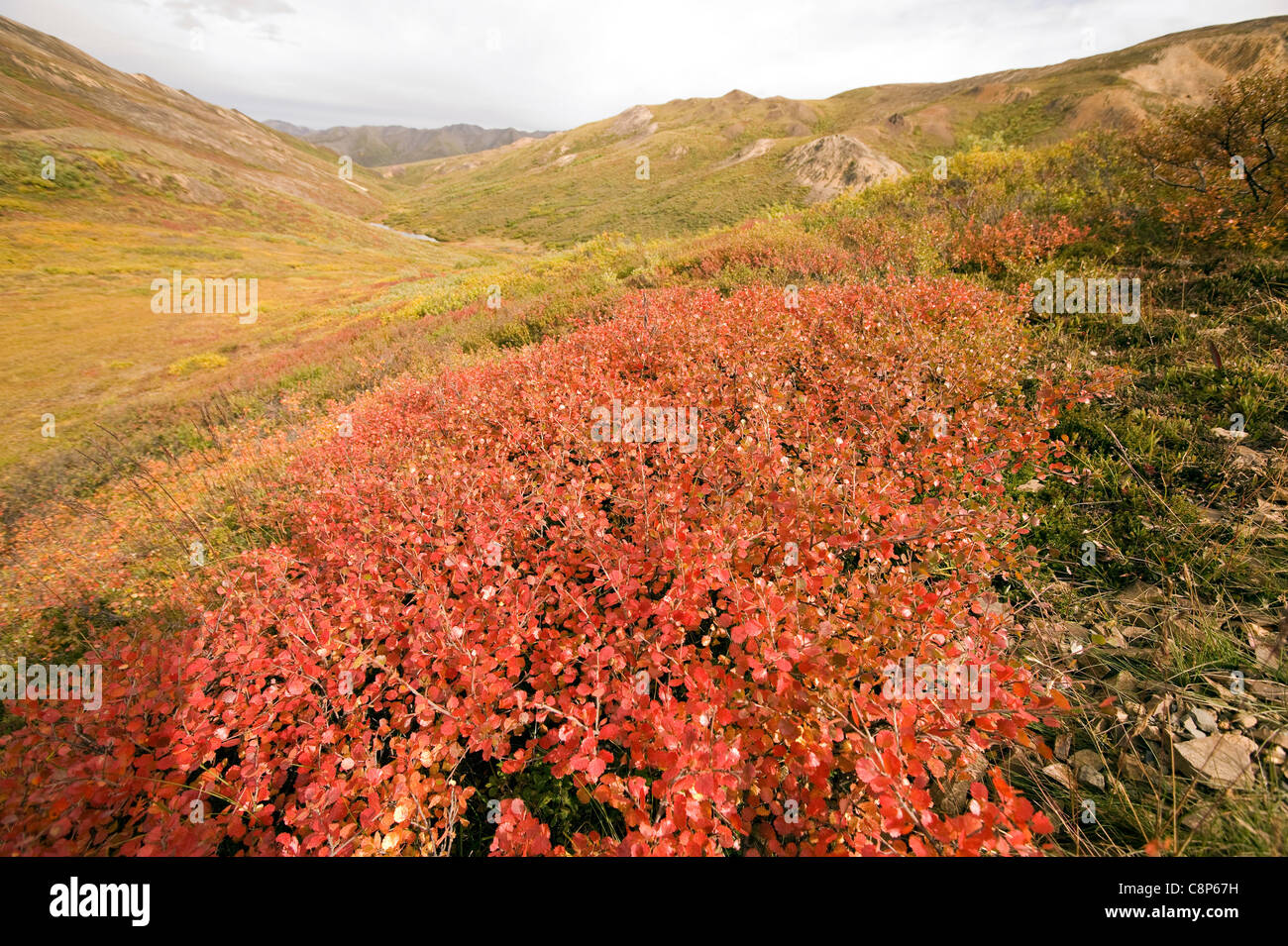 Red tundra vegetation at Denali National Park Alaska USA Stock Photo ...