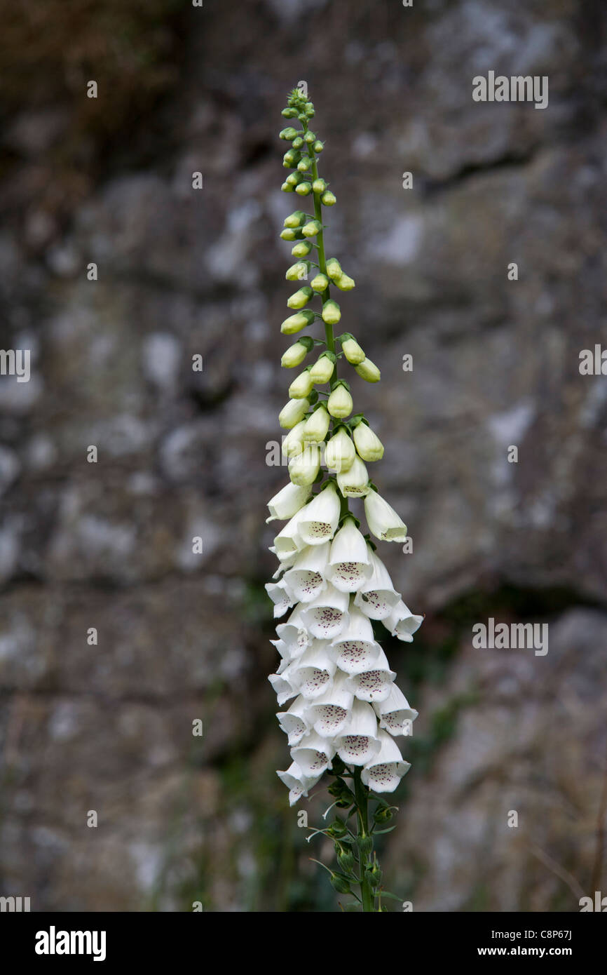 Detail of white foxglove stem against soft focus drystone wall, Cumbria ...