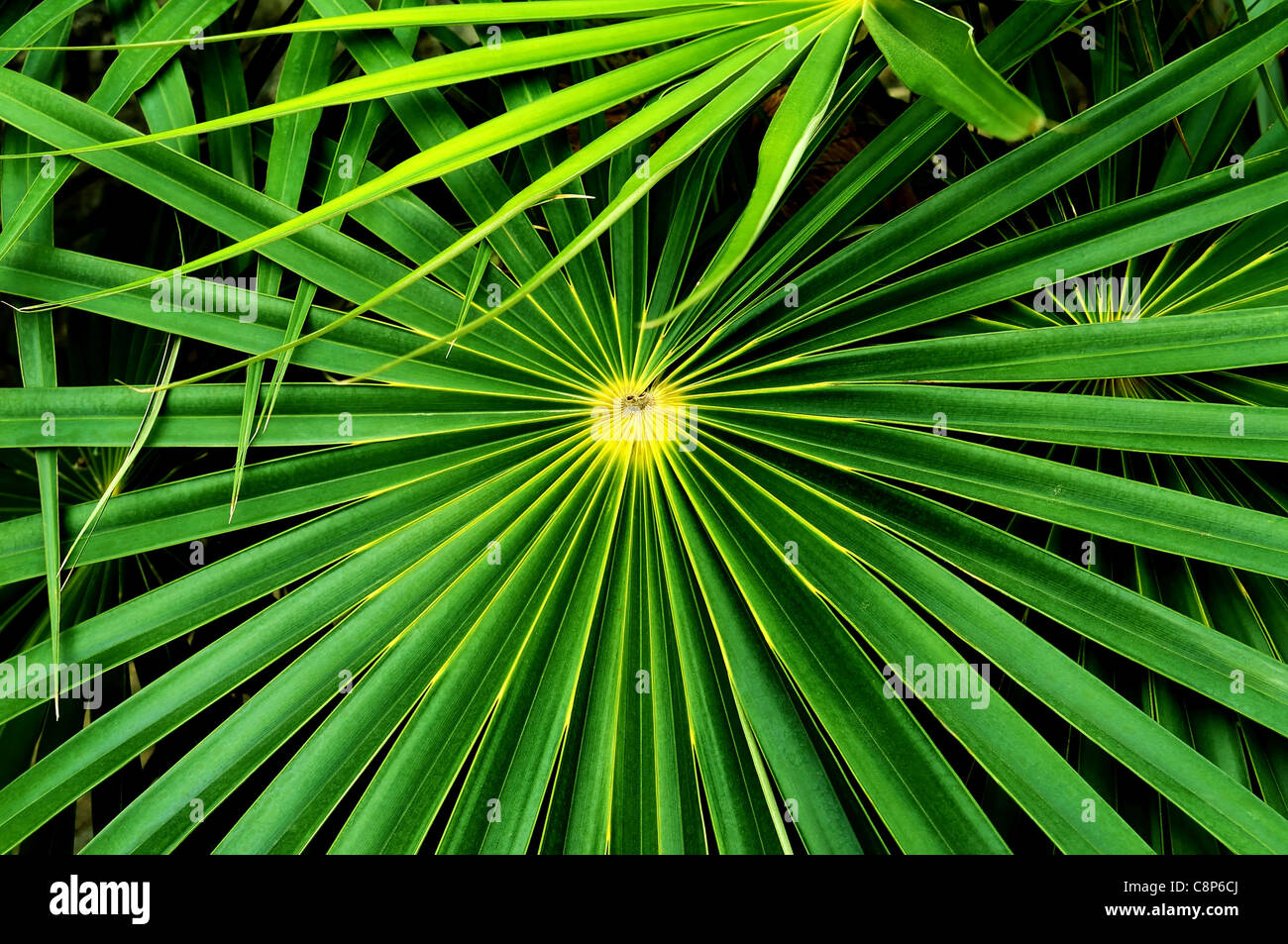 Palm tree leaf in various green shades Stock Photo - Alamy