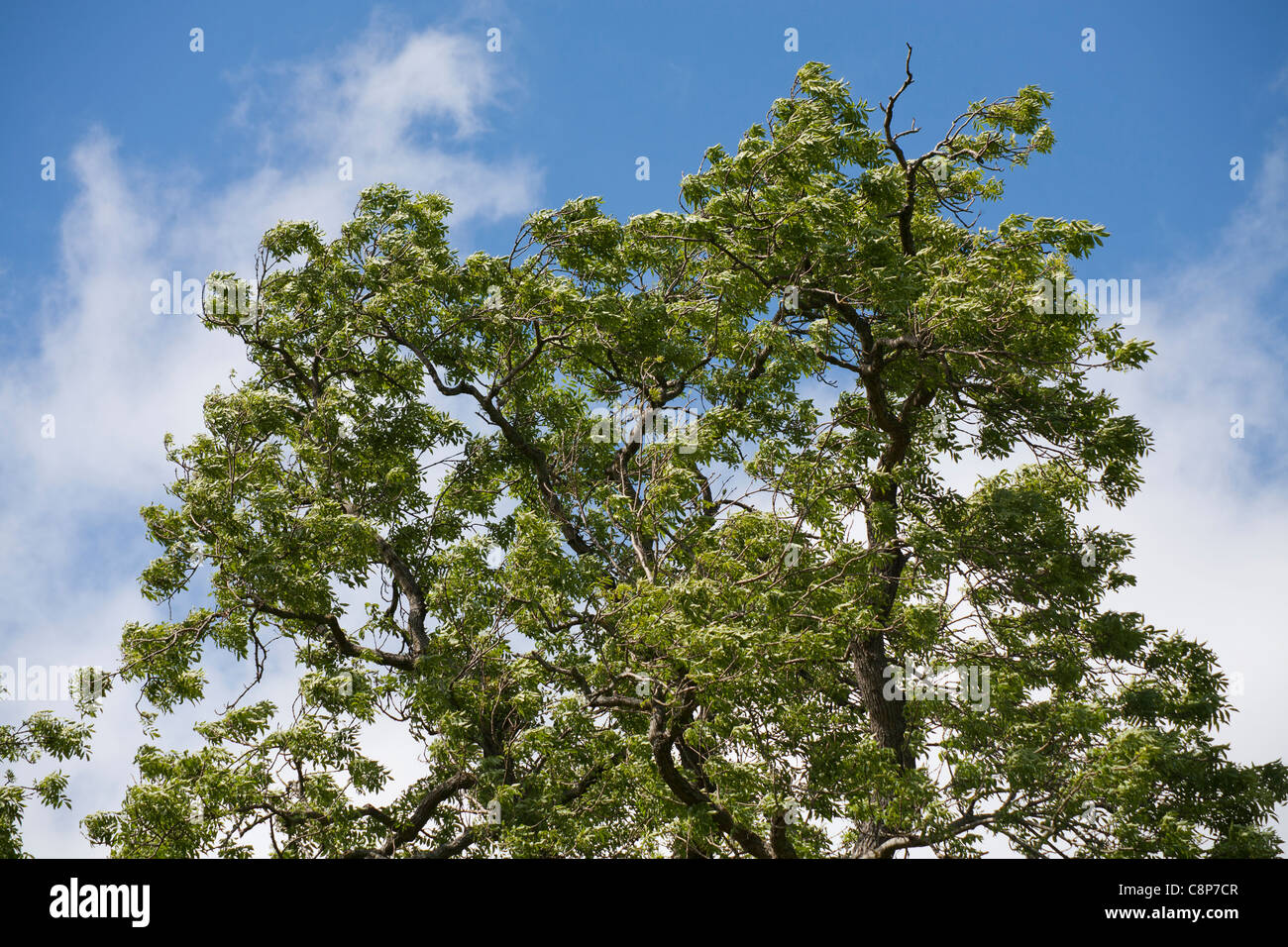 Bright blue sky tree hi-res stock photography and images - Alamy
