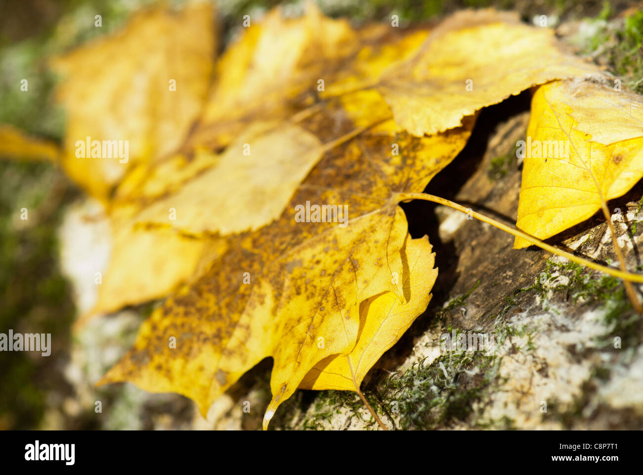 Yellow maple leaves Stock Photo - Alamy