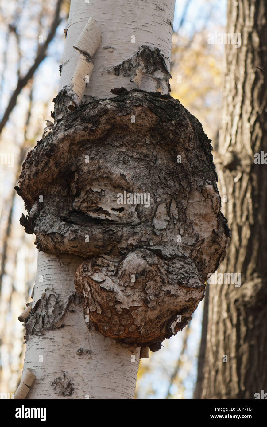 Knurl on the birch trunk Stock Photo - Alamy
