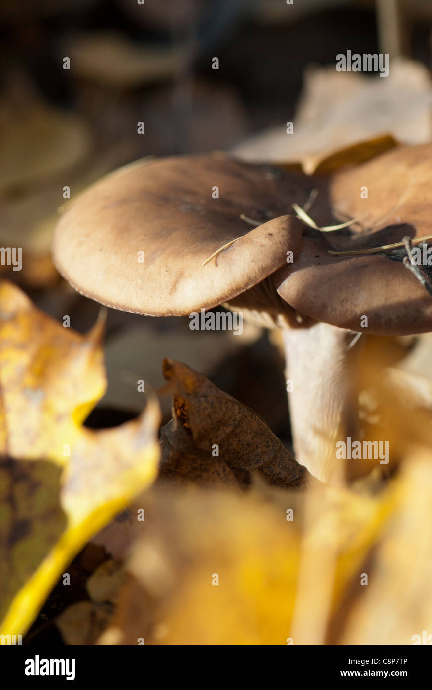 Soft fungus hi-res stock photography and images - Alamy