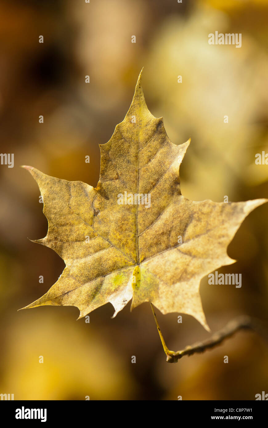 Single dry maple leaf Stock Photo - Alamy