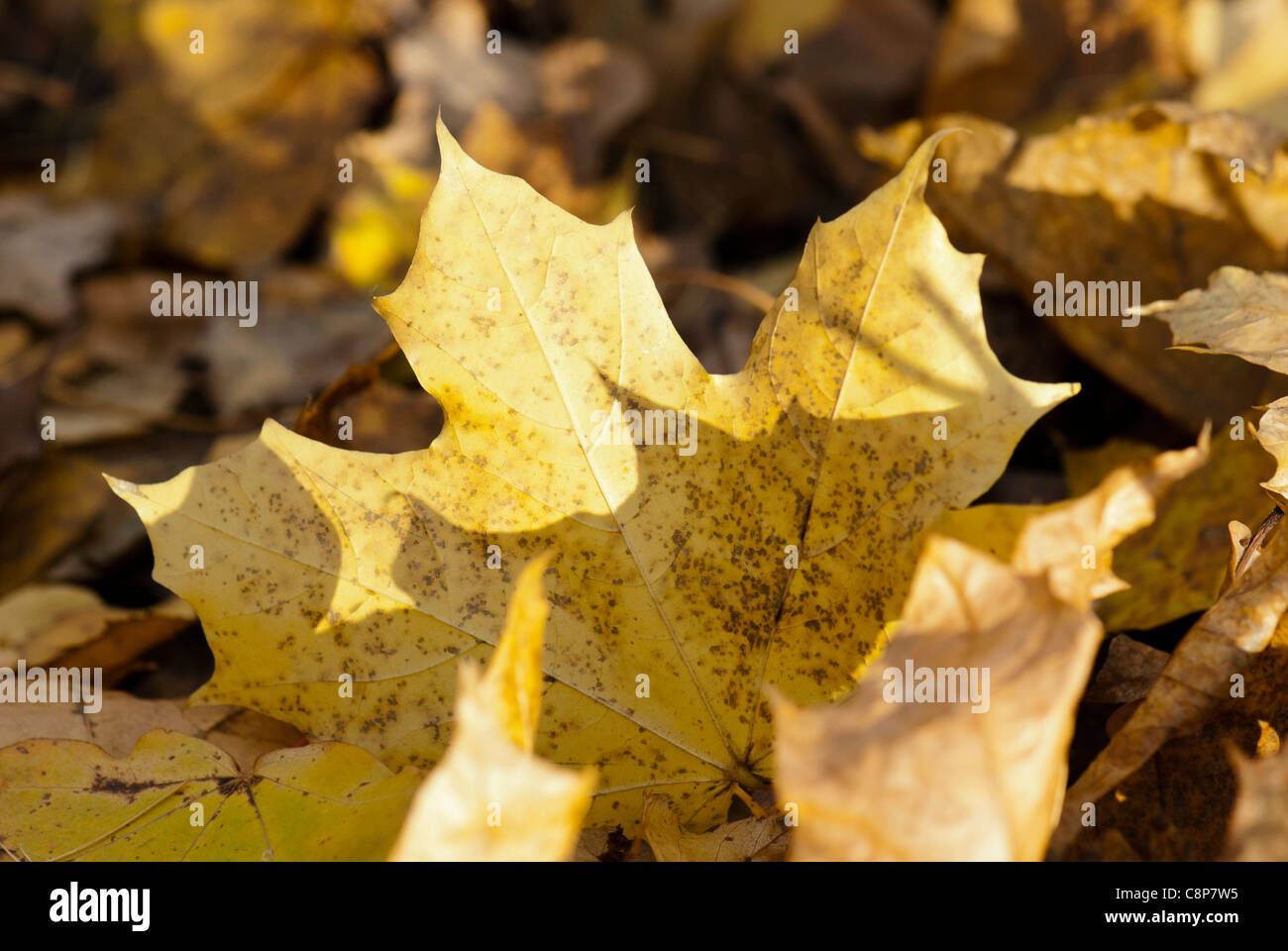 Dry maple leaf Stock Photo - Alamy