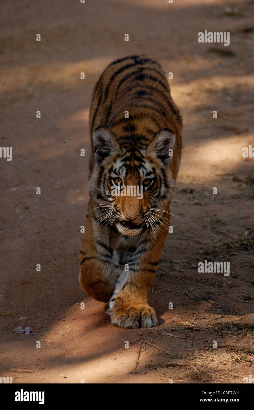 Tiger cub walking Stock Photo - Alamy