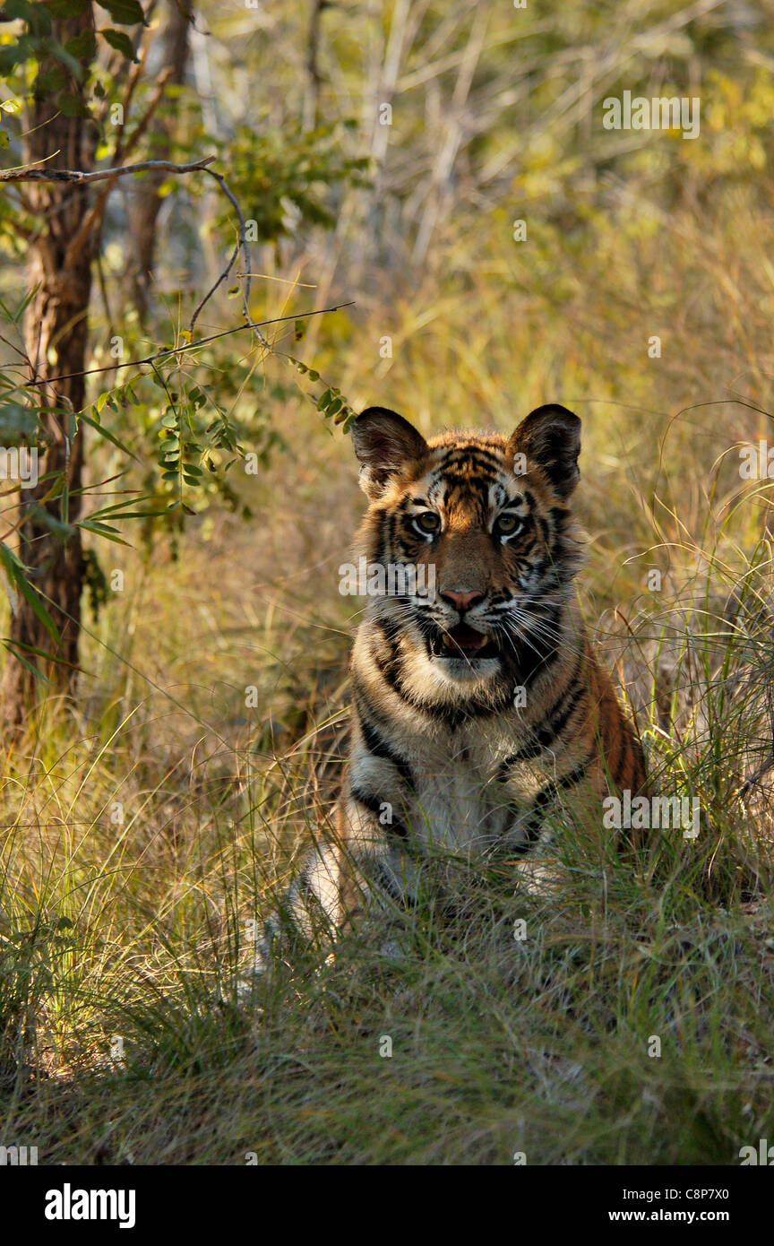 Tiger Cub watching Stock Photo - Alamy