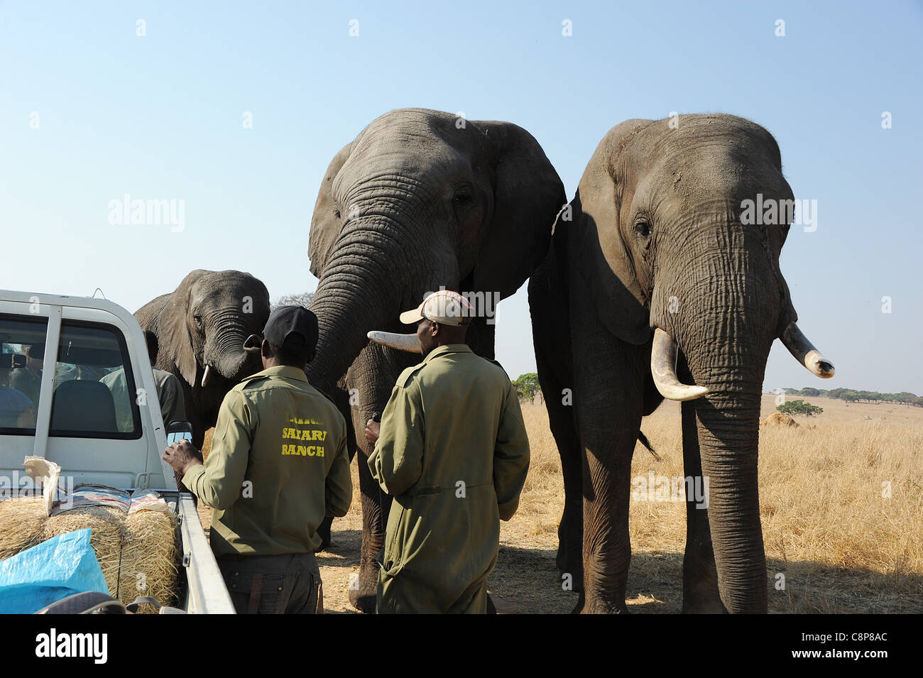Elephants in Imire Safari Ranch, Zimbabwe, Africa Stock Photo - Alamy