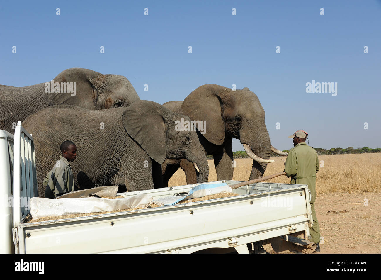 Elephants in Imire Safari Ranch, Zimbabwe, Africa Stock Photo - Alamy