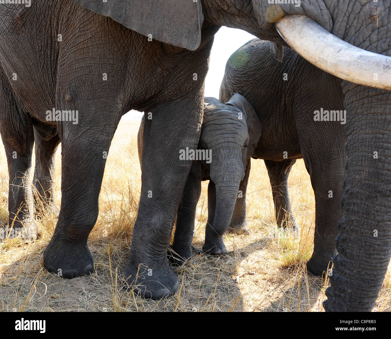 Elephants in Imire Safari Ranch, Zimbabwe, Africa Stock Photo - Alamy