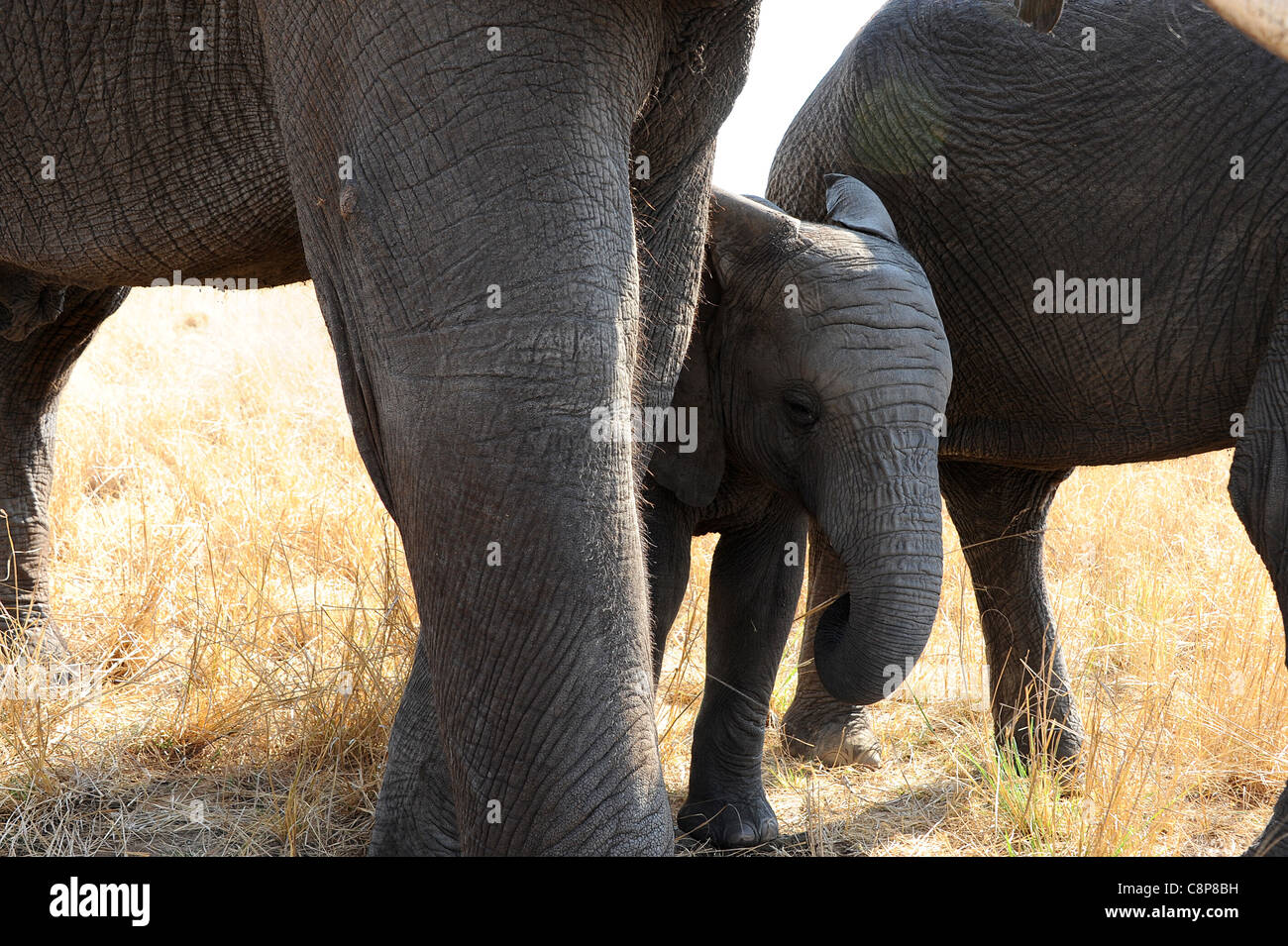 Elephants in Imire Safari Ranch, Zimbabwe, Africa Stock Photo - Alamy