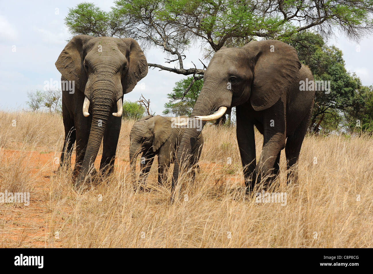 Elephant family in the bush hi-res stock photography and images - Alamy