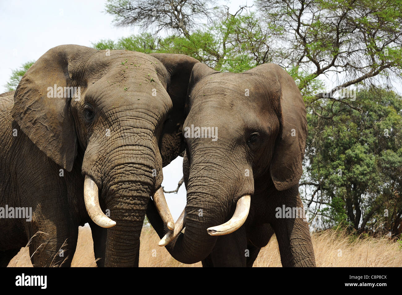 African elephants closeup hi-res stock photography and images - Alamy