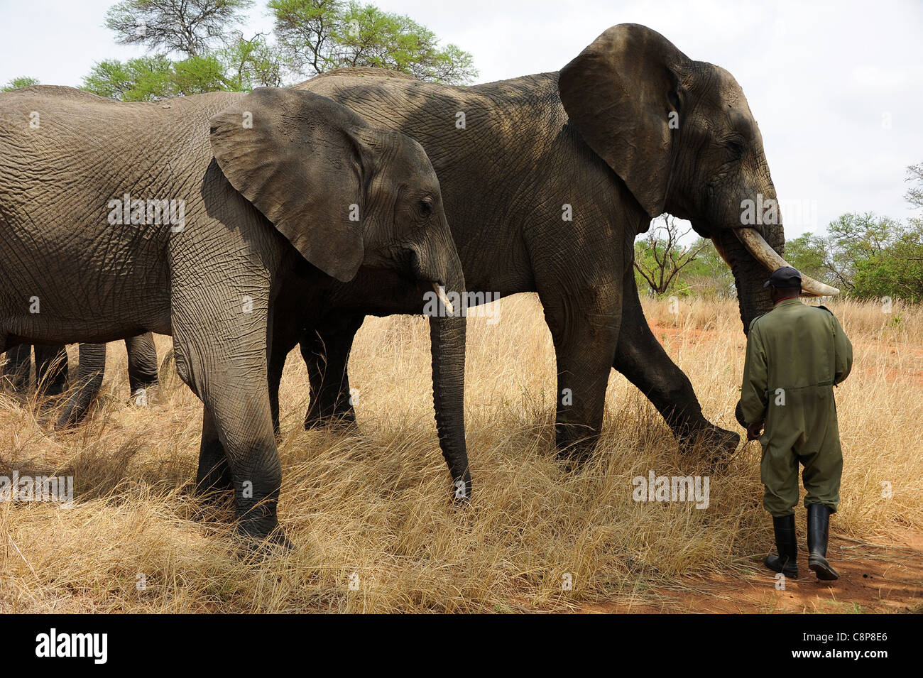 Elephants in Imire Safari Ranch, Zimbabwe, Africa Stock Photo - Alamy