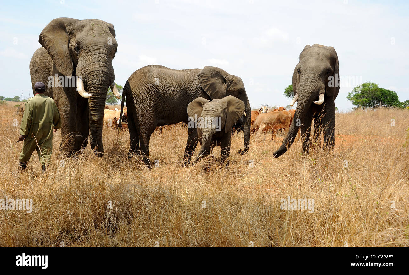 Elephants in Imire Safari Ranch, Zimbabwe, Africa Stock Photo - Alamy