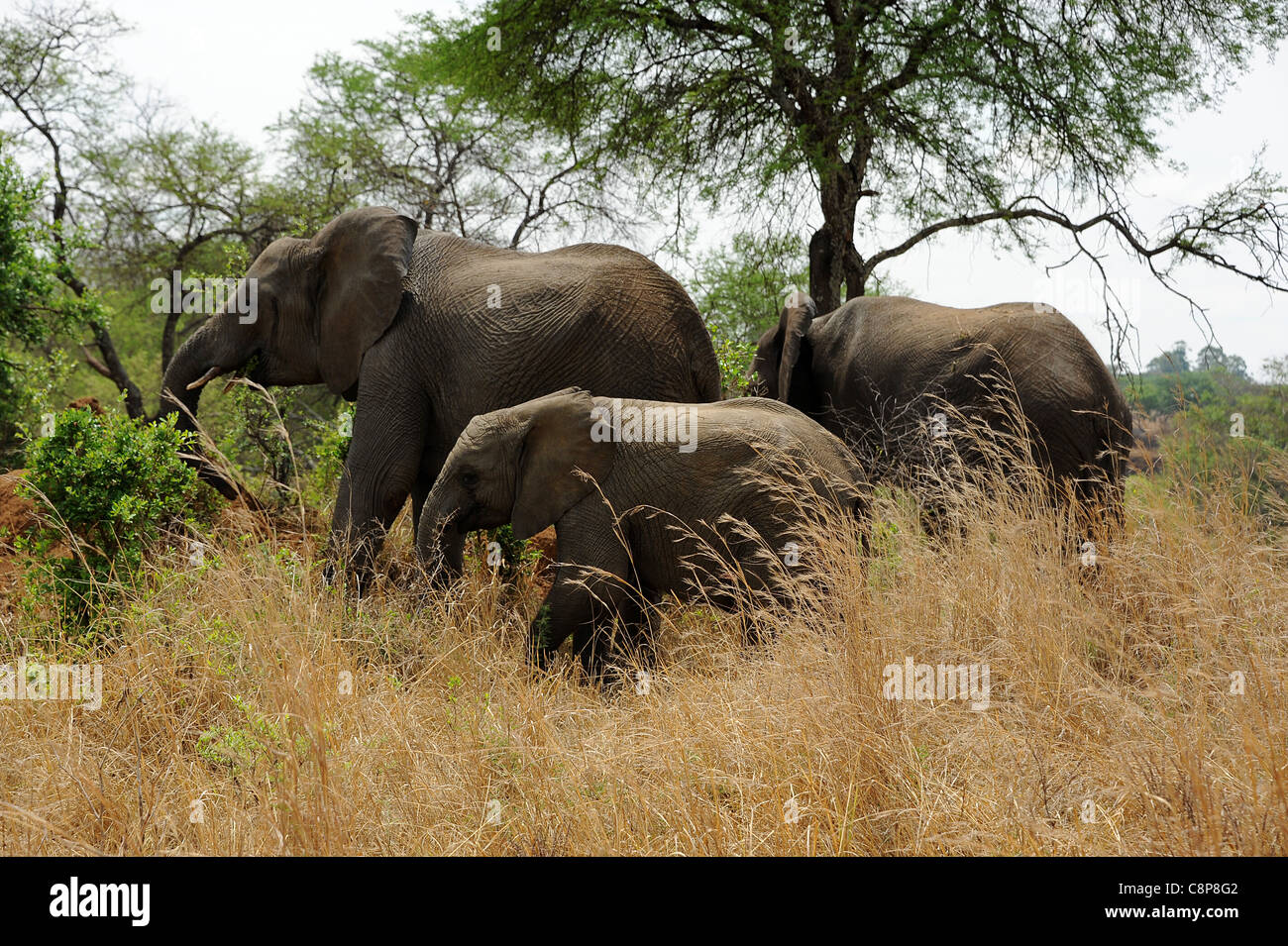 Elephants in Imire Safari Ranch, Zimbabwe, Africa Stock Photo - Alamy