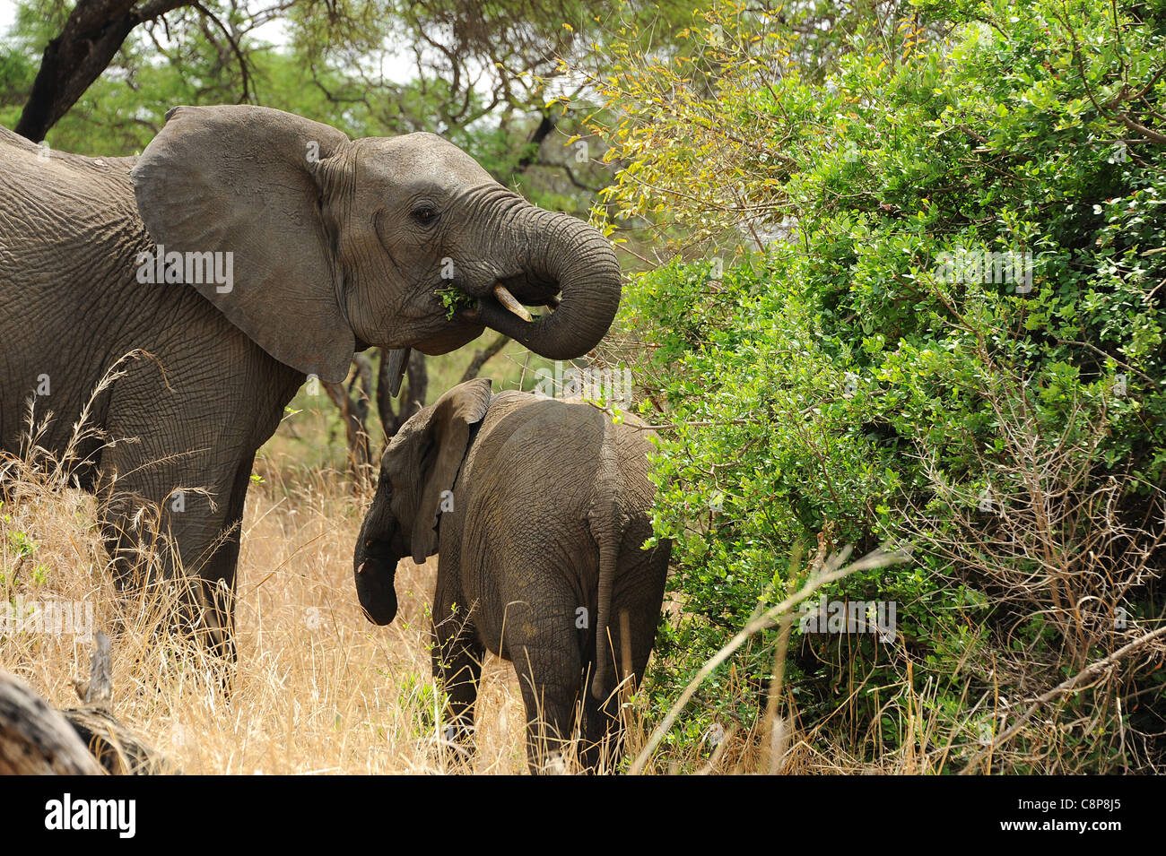 Elephants in Imire Safari Ranch, Zimbabwe, Africa Stock Photo - Alamy