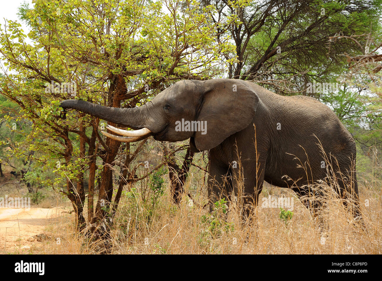 African bush elephant eats hi-res stock photography and images - Alamy