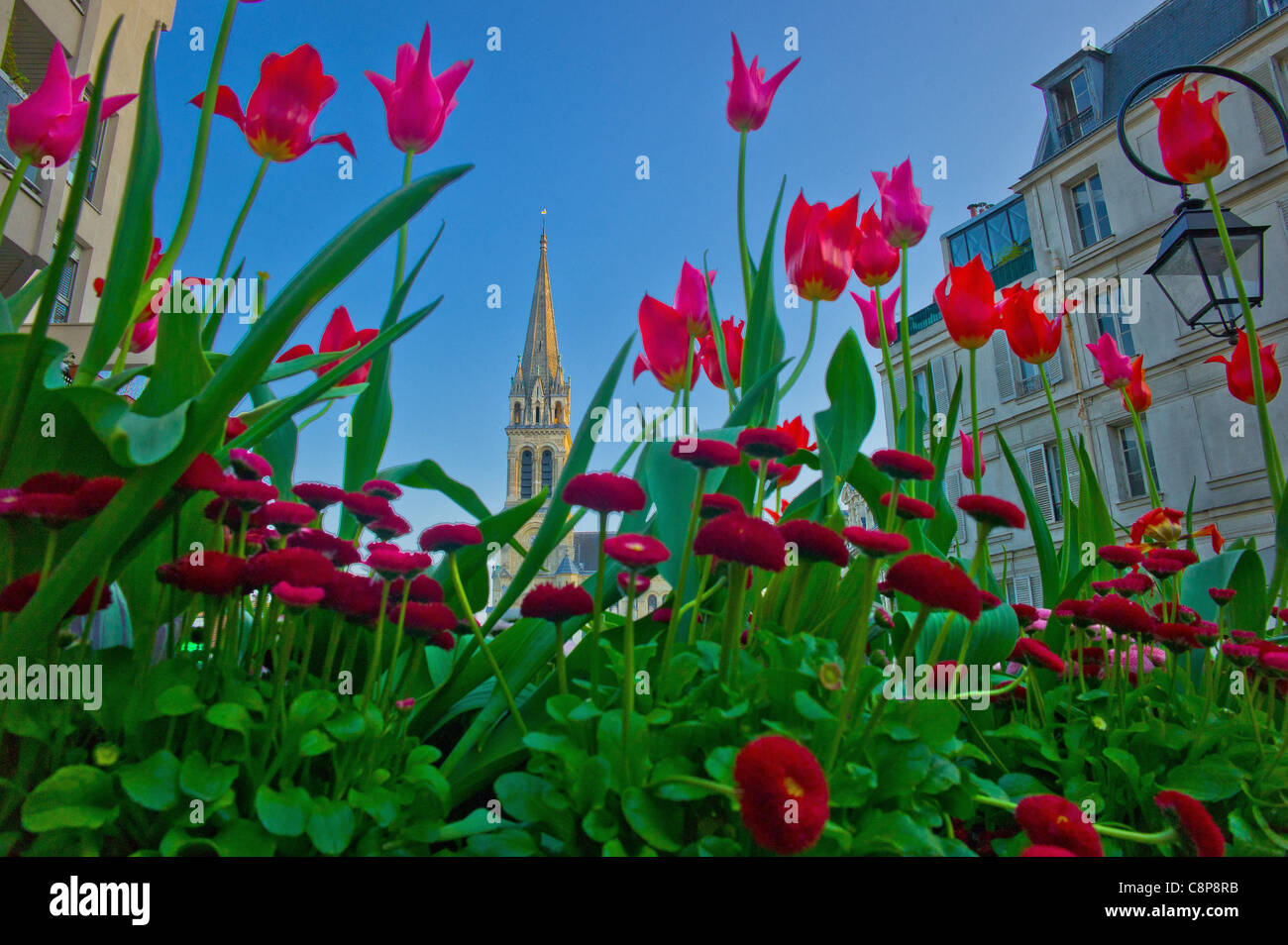 The Tree and its Flowers, Tulip St Cloud, site of the church it's ...
