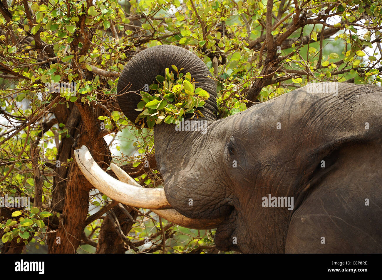 Imire safari ranch hi-res stock photography and images - Alamy