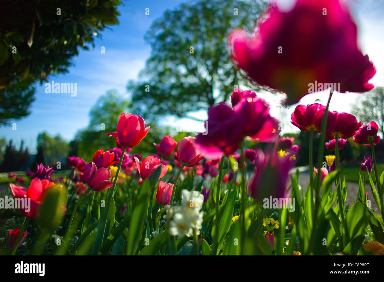 The Tree and its Flowers, Planting tulip garden at Auteuil greenhouses ...