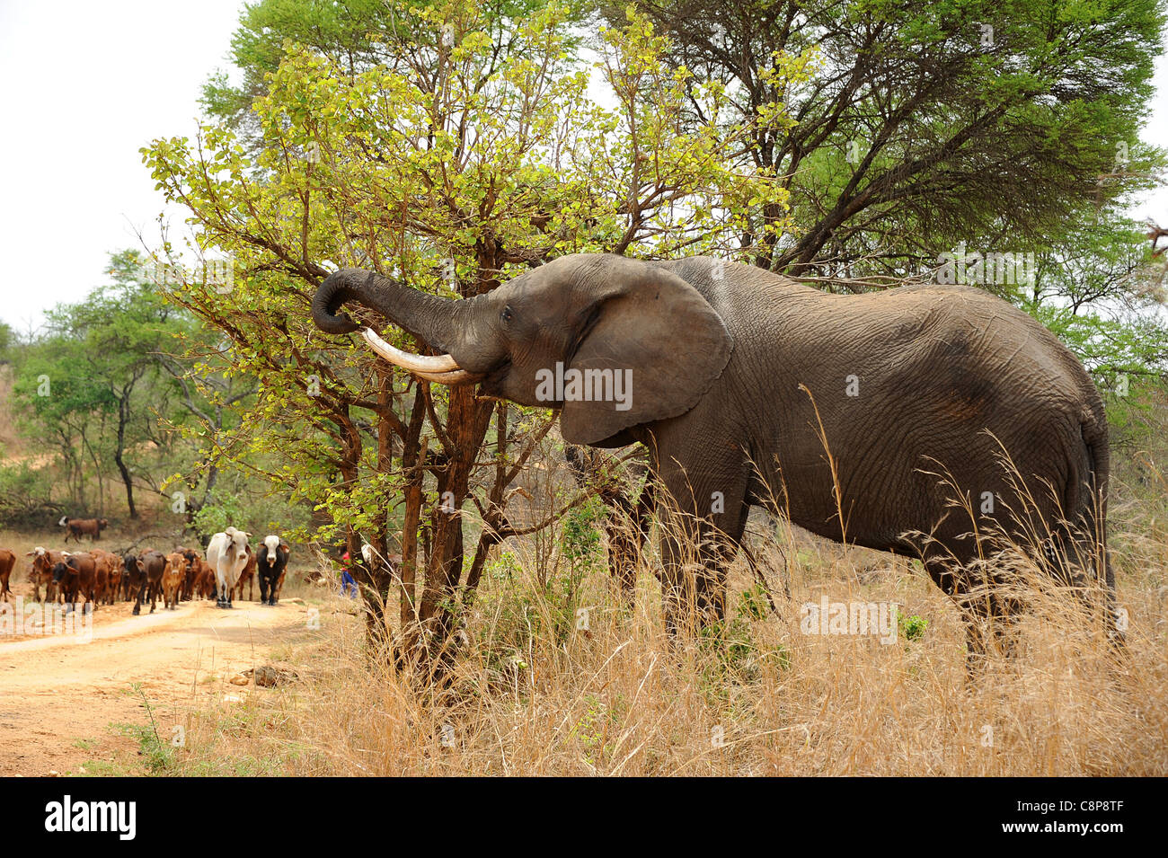 Elephants in Imire Safari Ranch, zimbabwe, Africa Stock Photo - Alamy