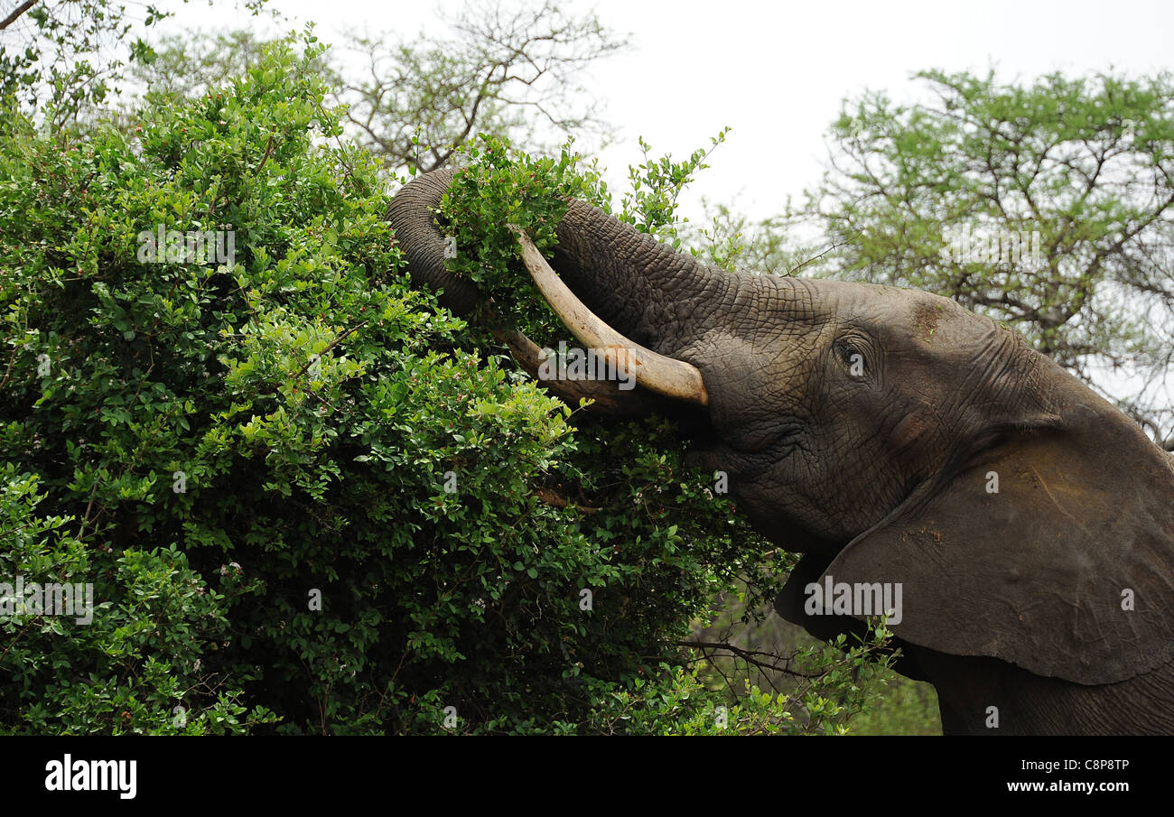 Elephant in Imire Safari Ranch, Zimbabwe, Africa Stock Photo - Alamy