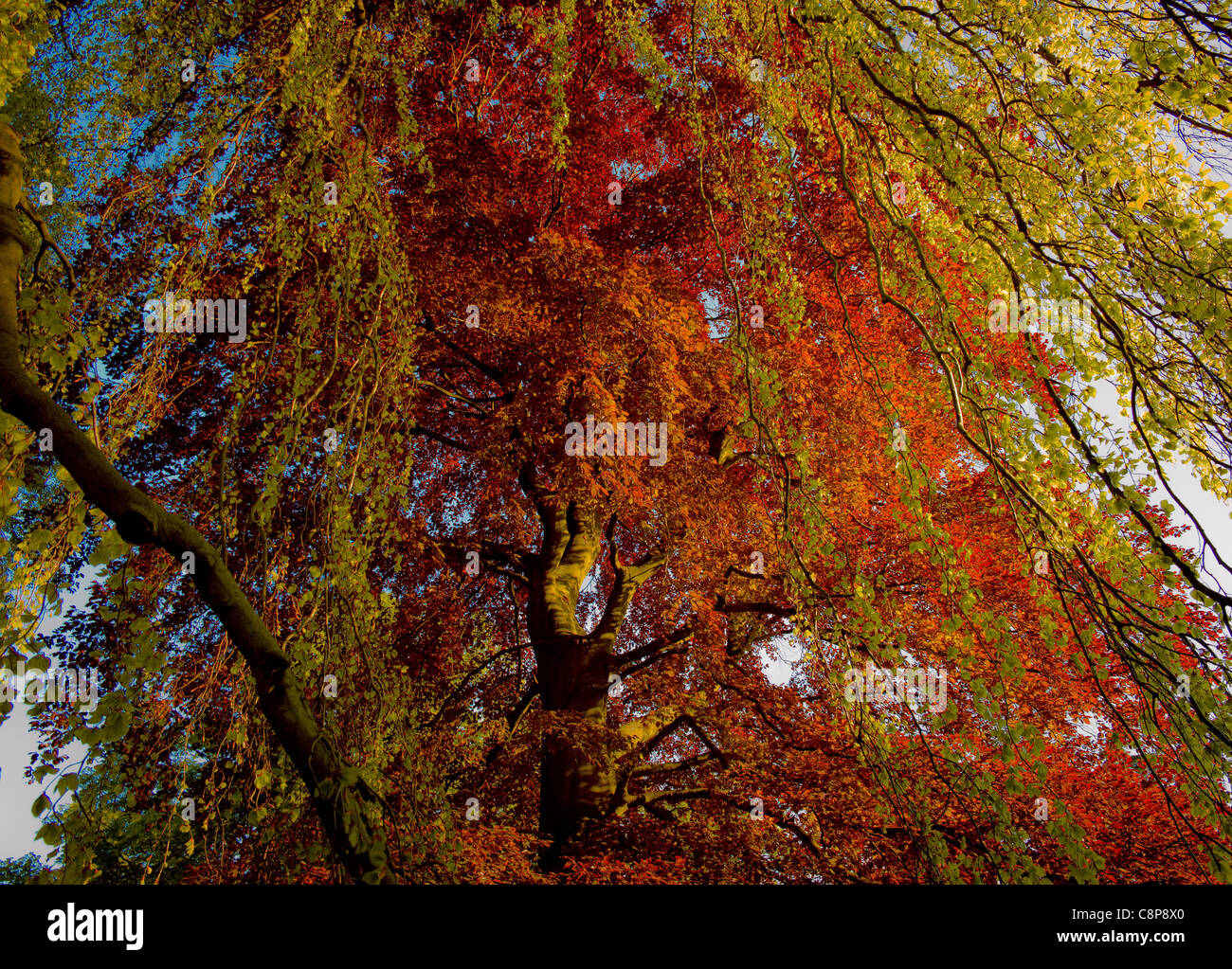 Purple beech tree hi-res stock photography and images - Alamy